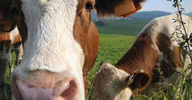 ASDAN Website | Search